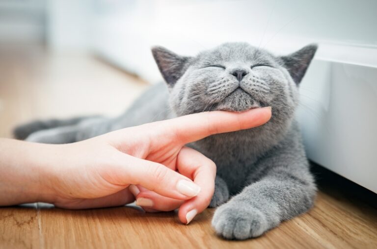 10 Ways To Get Rid Of Rats In The Garage Fast (2024)